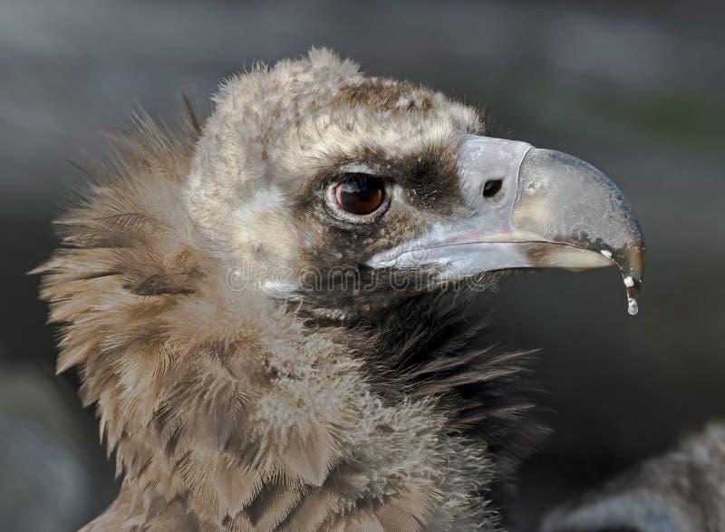 Abutre Cinereous 2 imagem de stock. Imagem de bico, ornitologia - 64214565
