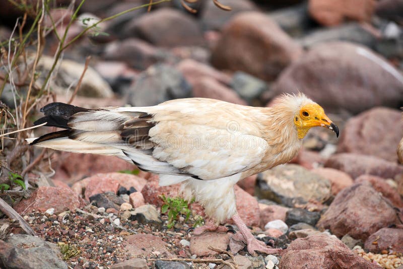 O abutre egípcio foto de stock. Imagem de iêmen, bico - 14047620