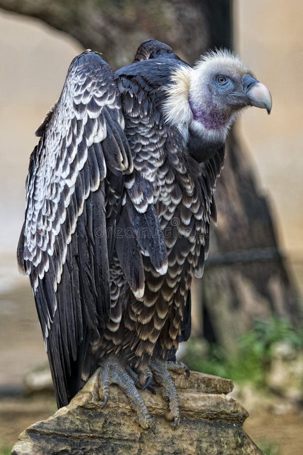 Abutre Isolado, Busardo Que Olha O Imagem de Stock - Imagem de naughty ...