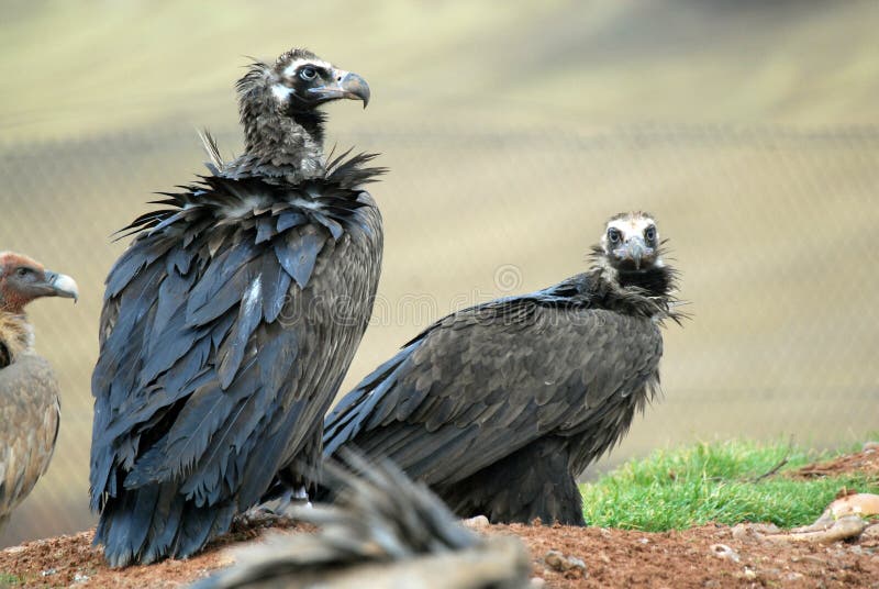 Abutre Preto E Paisagem Natural Imagem de Stock - Imagem de abutres ...