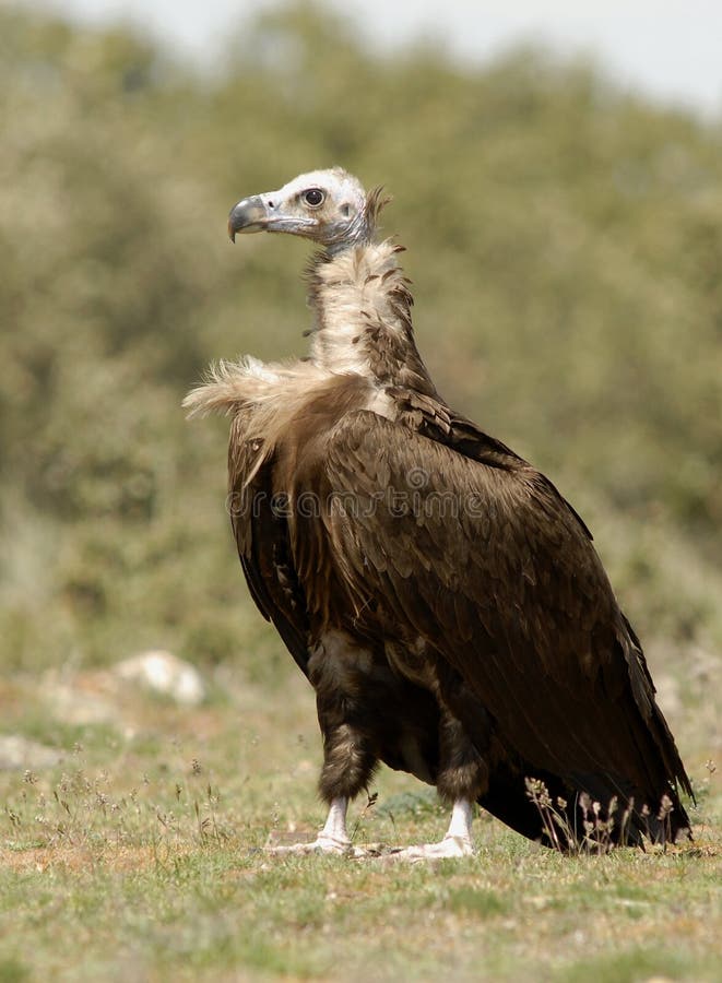 Abutre Preto E Paisagem Natural Imagem de Stock - Imagem de abutres ...