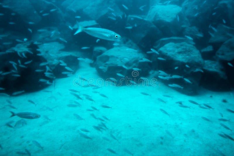 Abyss stock image. Image of marine, fish, blue, background - 22818005