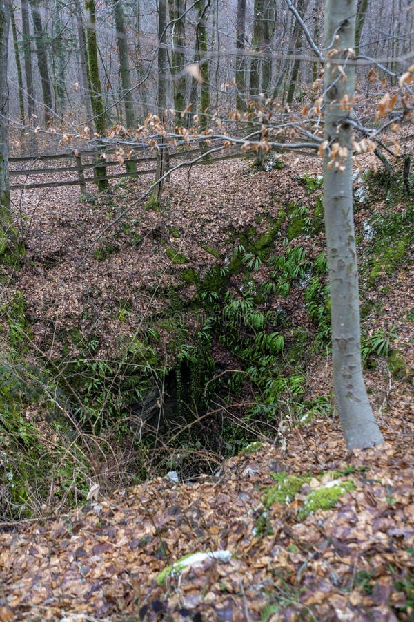Natural forest ground path stock image. Image of park - 146404355