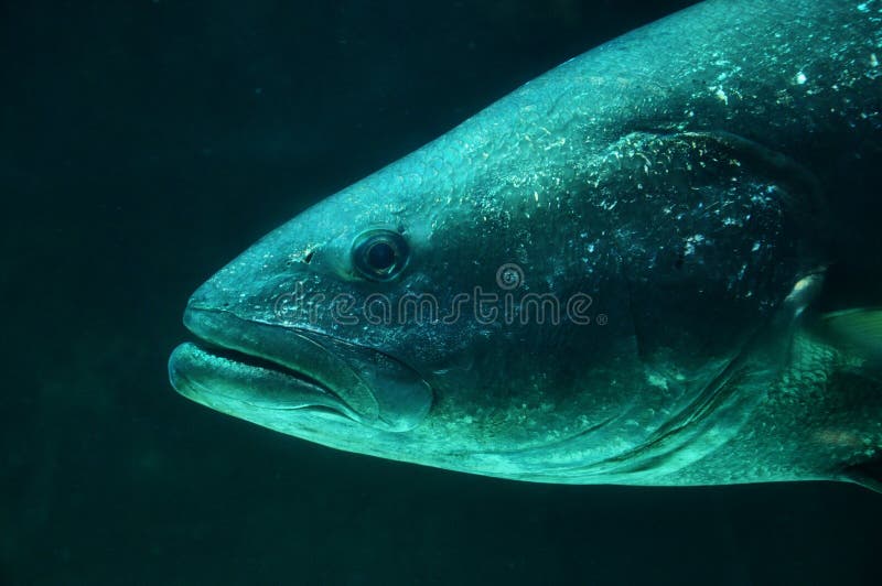 232 Scary Abyss Stock Photos - Free & Royalty-Free Stock Photos from ...