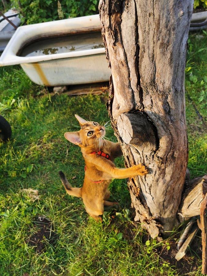 Abyssian Cat in the Countryside Stock Image - Image of mammal, wood ...