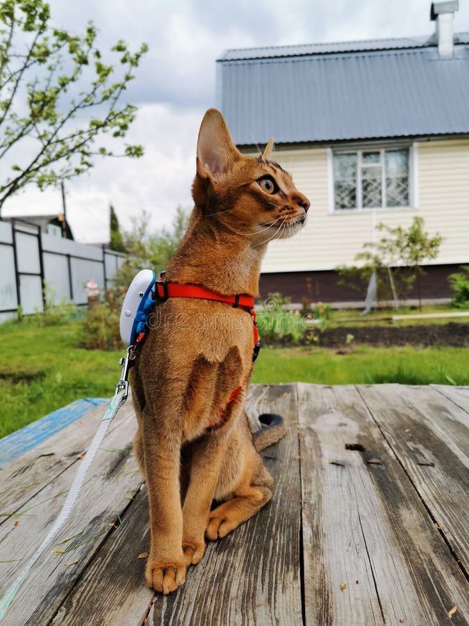 Abyssian cat outdoor stock image. Image of animal, carnivore - 185579611
