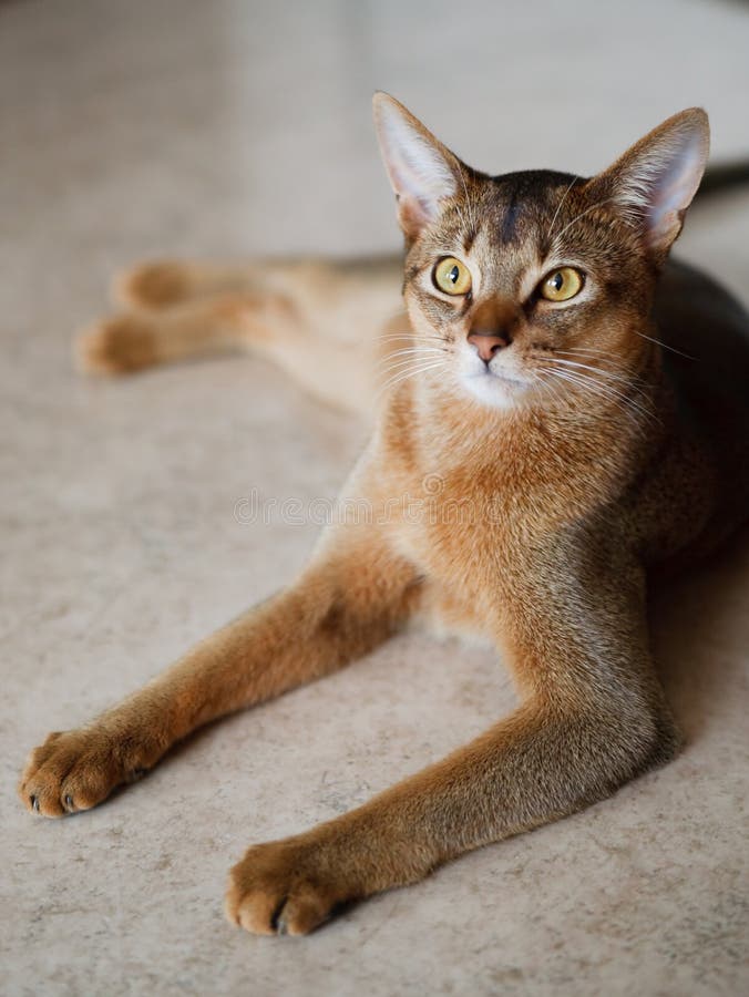 Abyssinian stock image. Image of domestic, animals, abyssinian - 11284589