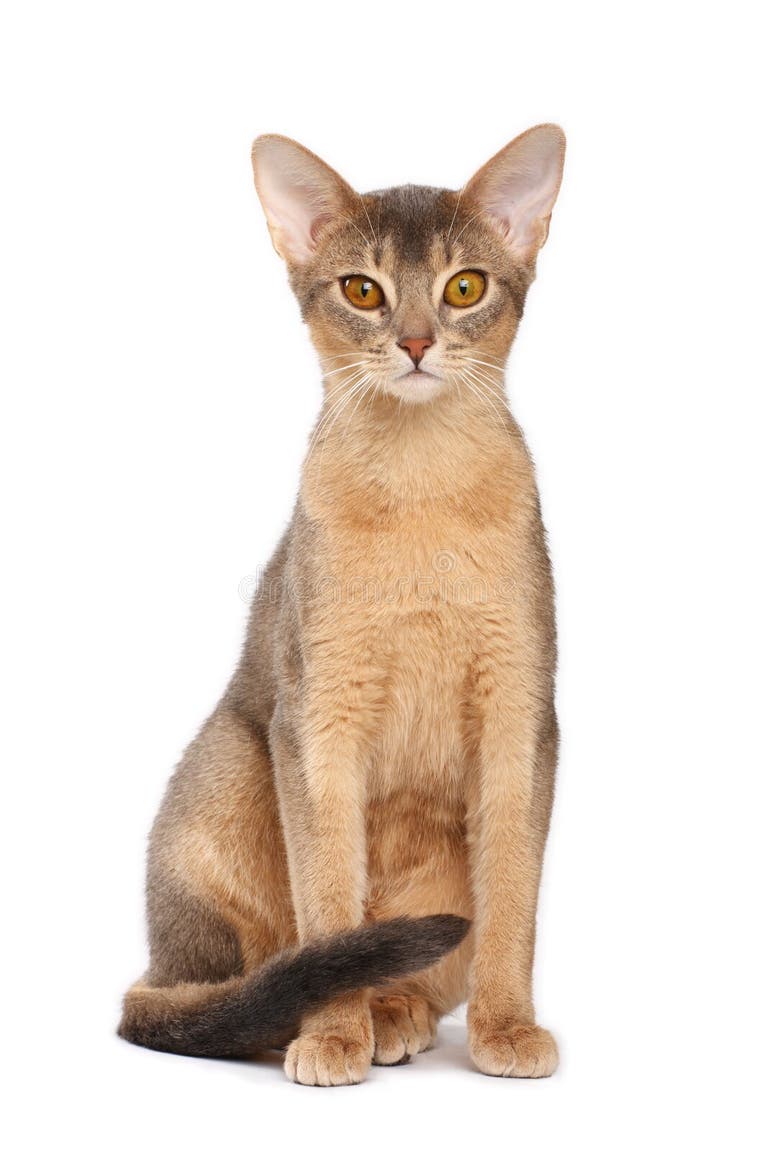 230 Standing Abyssinian Kitten Stock Photos - Free & Royalty-Free Stock ...