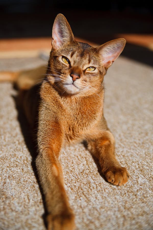Abyssinian cat stock image. Image of pets, playful, male - 13776271
