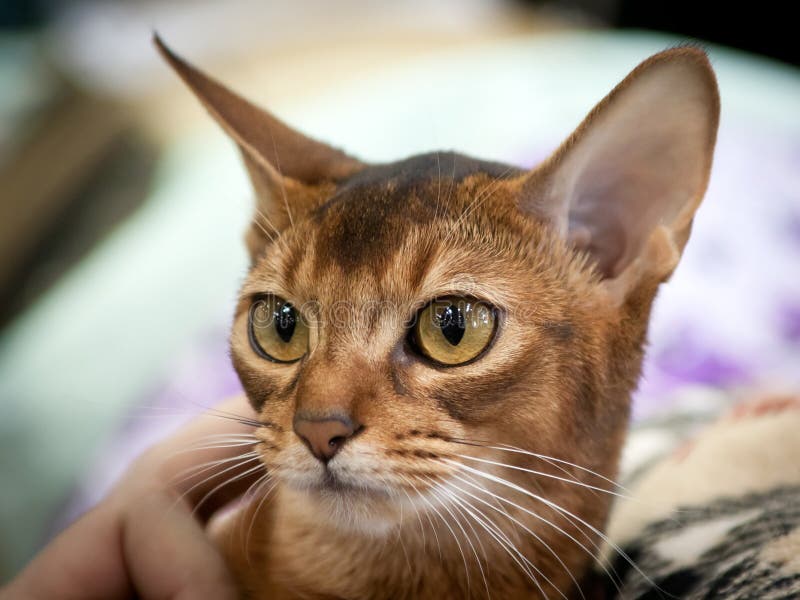 Abyssinian Cat stock image. Image of charming, sight - 18777663