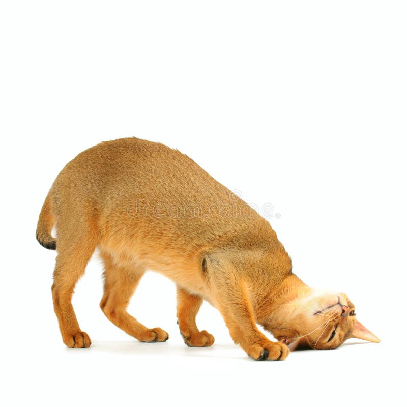 Abyssinian cat stock image. Image of isolated, brown - 27411147