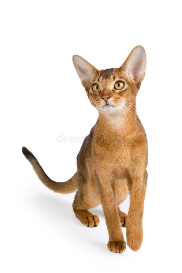 Abyssinian Cat stock photo. Image of closeup, kitty - 102444338