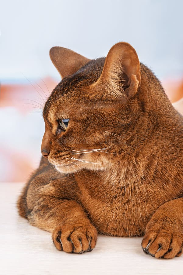 Abyssinian cat stock image. Image of cats, pretty, female - 33146895