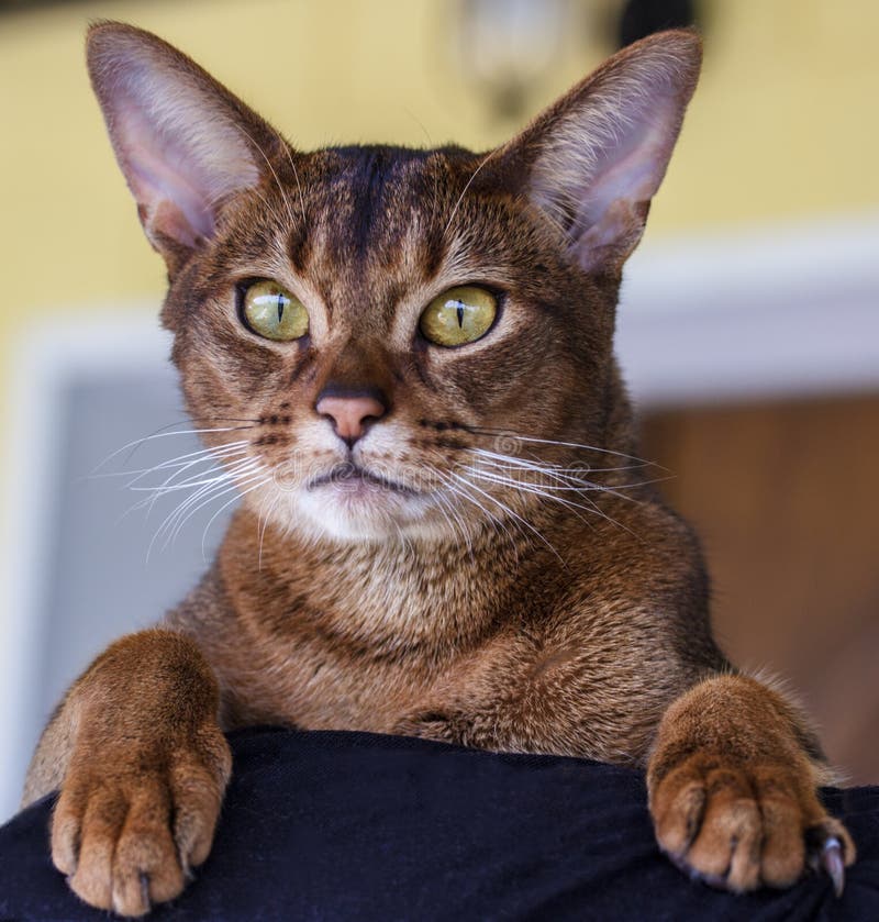 Abyssinian cat stock image. Image of pedigree, studio - 72147307