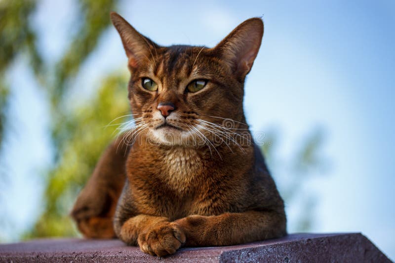 Abyssinian cat stock image. Image of cute, abyssinians - 72147397