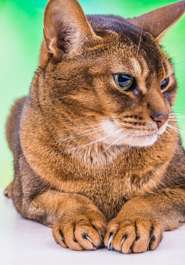 Abyssinian cat stock photo. Image of looking, feline - 40996668