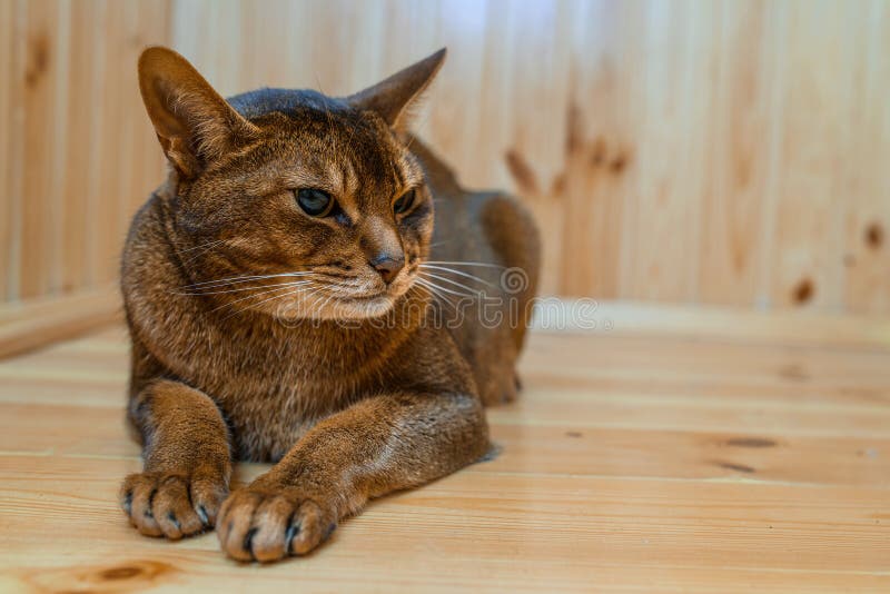 Abyssinian cat stock image. Image of curious, brown, carnivore - 63323637