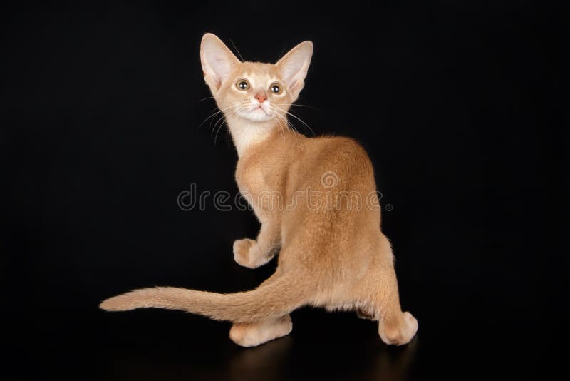 Abyssinian Cat on Colored Backgrounds Stock Image - Image of character ...