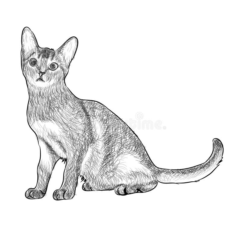 Abyssinian Cat Isolated On White Background. Digital Art Illustration ...