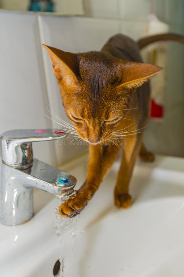 Abyssinian Cat Drinks Water Stock Image - Image of friendly, aqua ...