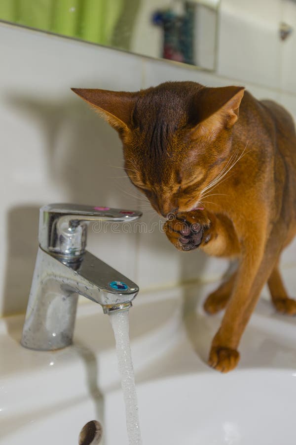 Abyssinian Cat Drinks Water Stock Image - Image of friendly, playful ...