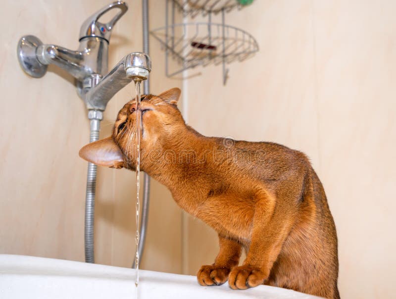 Abyssinian Cat Drinks Water Stock Image - Image of friendly, drops ...