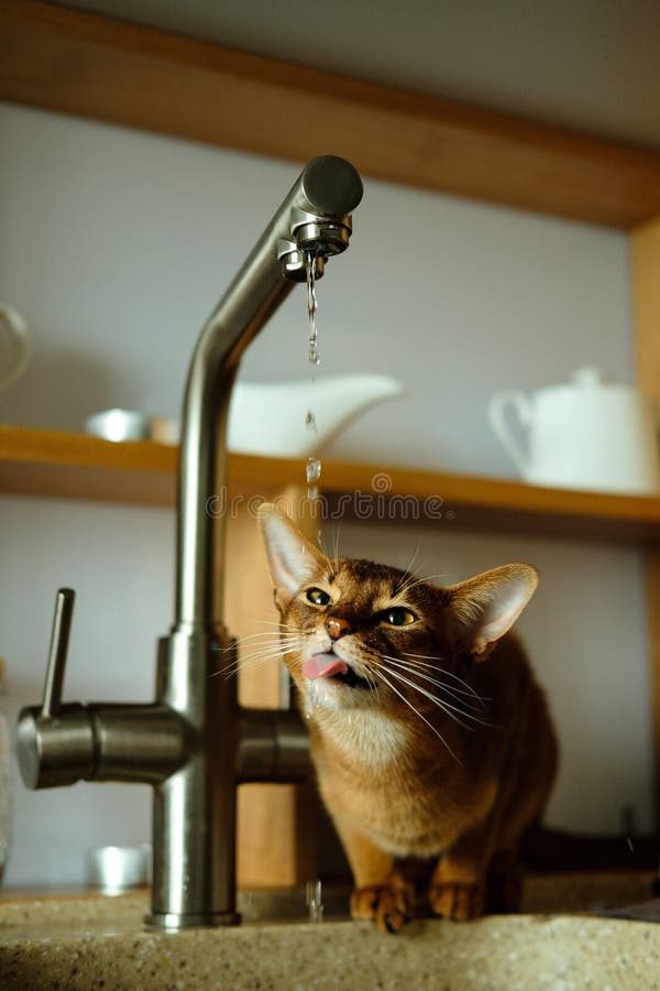 Abyssinian Cat Drinks Water from the Tap in the Kitchen Stock Photo ...