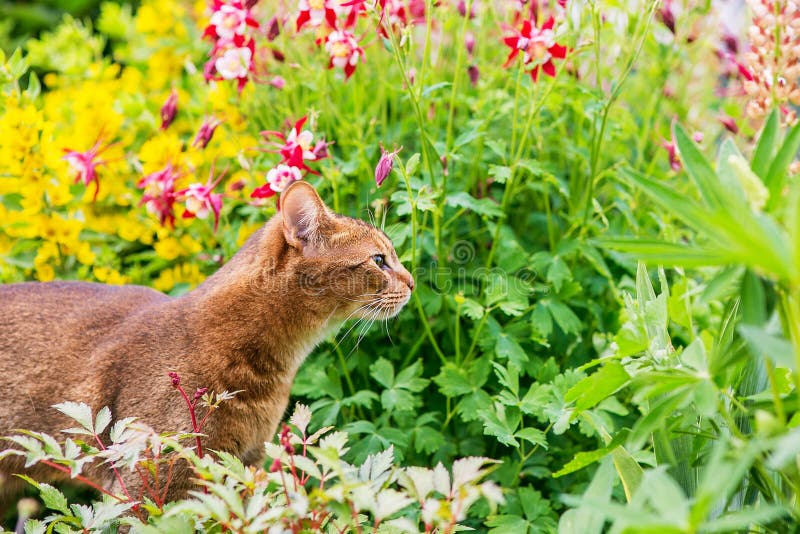 Abyssinian cat in flowers stock photo. Image of summer - 95194832