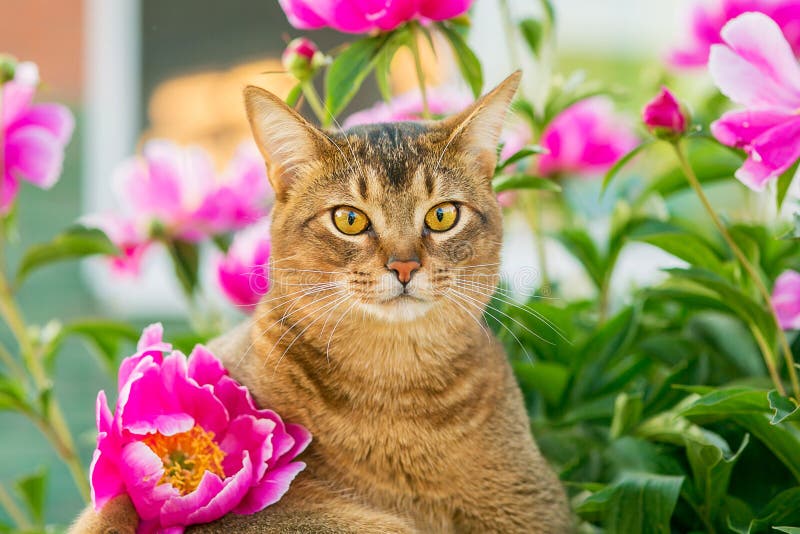 302 Abyssinian Flowers Stock Photos - Free & Royalty-Free Stock Photos ...