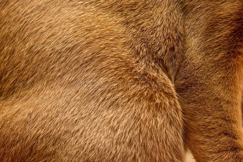 Abyssinian cat fur texture stock photo. Image of texture - 65137624