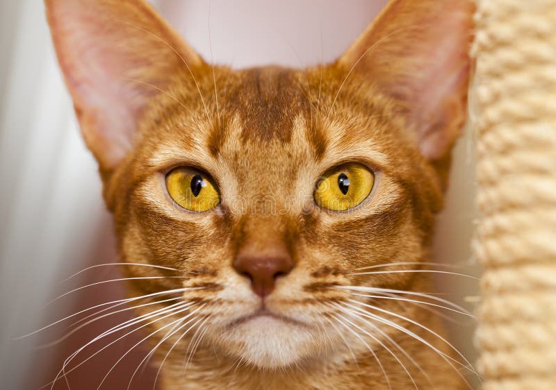 Abyssinian cat stock photo. Image of looking, look, closeup - 54767784