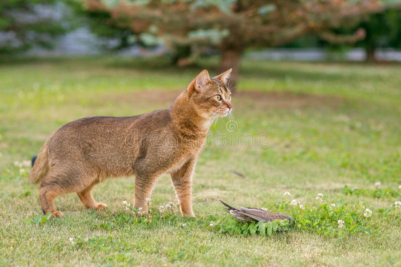 Abyssinian Cat Hunts a Bird Stock Photo - Image of farm, feathers: 95478776