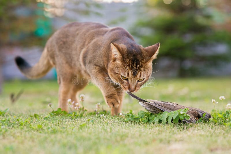 Abyssinian Cat Hunts a Bird Stock Photo - Image of farm, feathers: 95478776