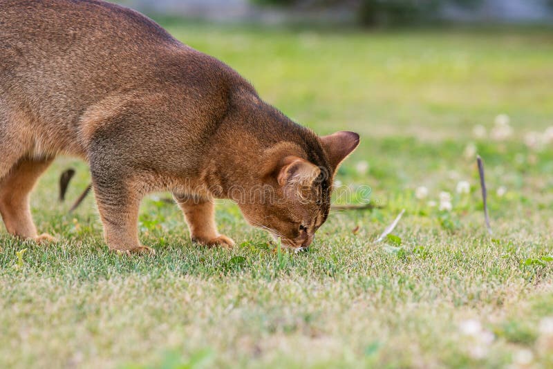Abyssinian Cat Hunts a Bird Stock Image - Image of feathers, closeup ...