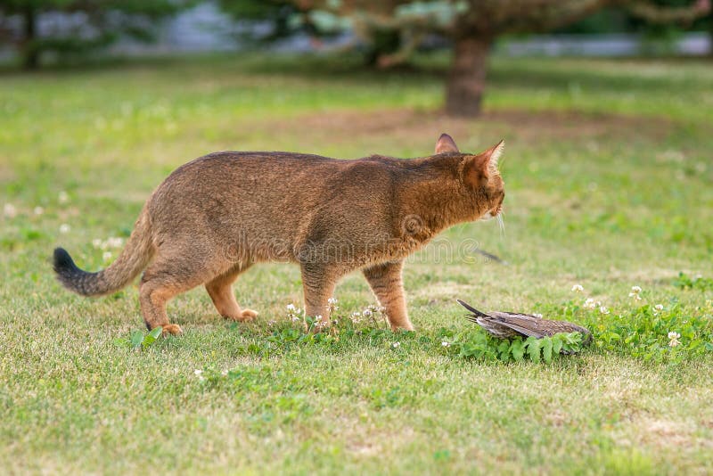 The Cat Hunts a Bird in the Grass in a Meadow. a Predator Catches a ...