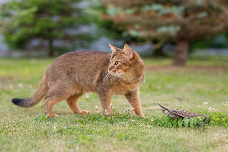 Abyssinian Cat Hunts a Bird in the Open Air Stock Image - Image of ...