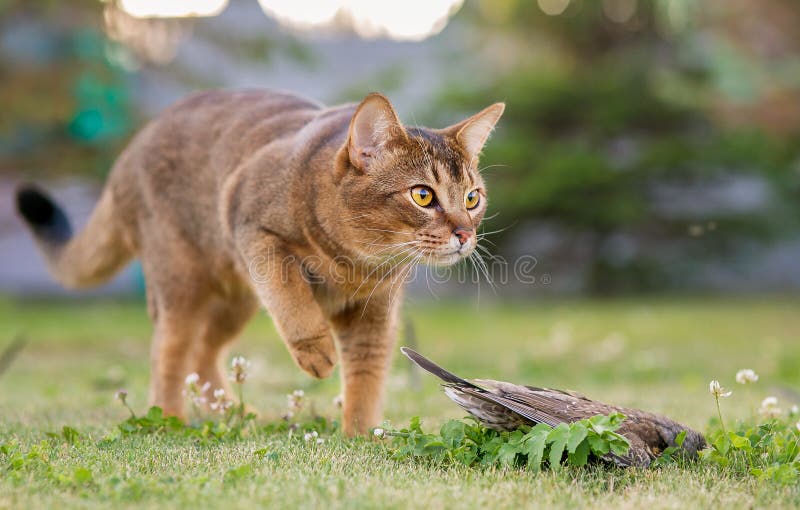 Abyssinian Cat Hunts a Bird in the Open Air Stock Photo - Image of ...