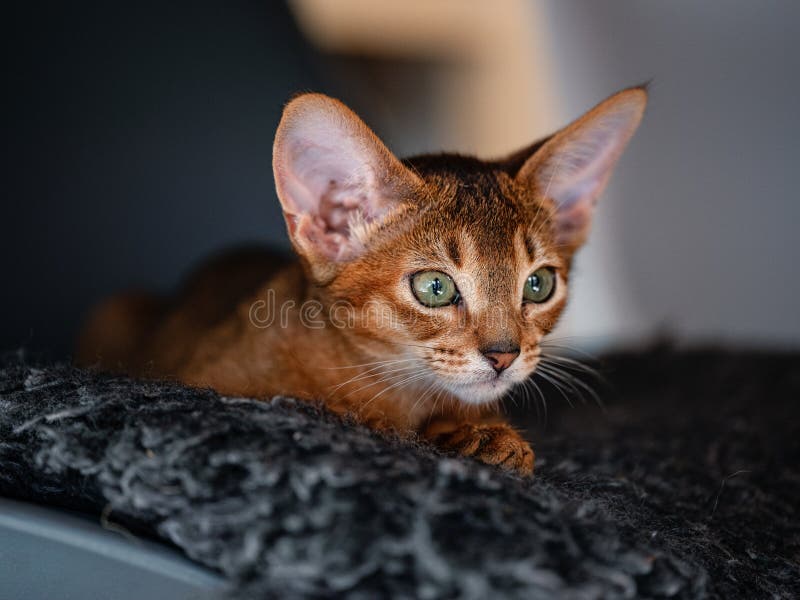 Abyssinian Cat Kitten stock photo. Image of eyes, funny - 258055780