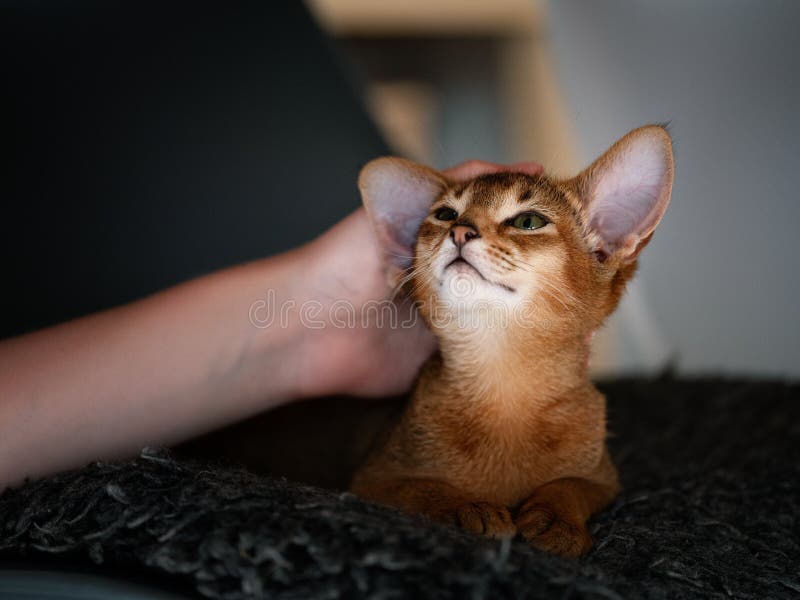 Abyssinian Cat Kitten stock photo. Image of cute, pointed - 258056872