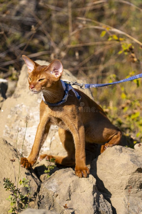 Abyssinian Cat on Lawn in the Garden Stock Image - Image of feline ...