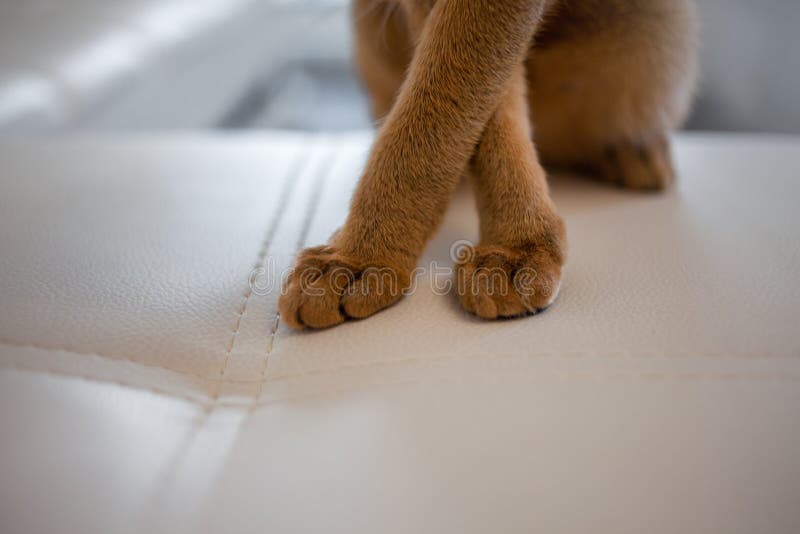 Abyssinian Cat Legs. Abyssinian Kitten Stock Image - Image of whisker ...