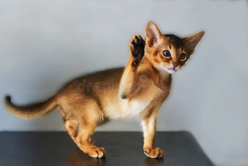 788 Ginger Abyssinian Cat Stock Photos - Free & Royalty-Free Stock ...