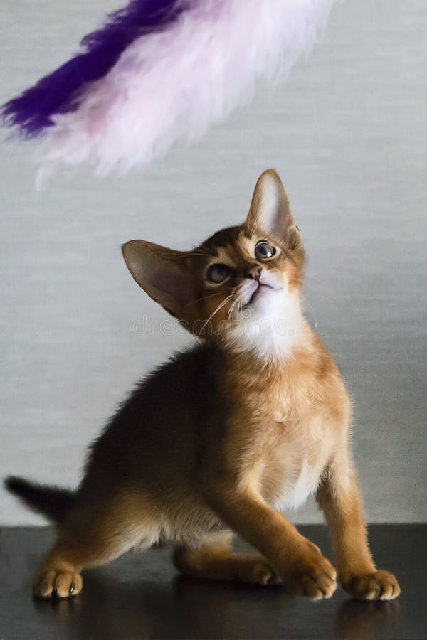 788 Ginger Abyssinian Cat Stock Photos - Free & Royalty-Free Stock ...