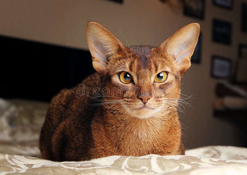 Abyssinian Cat Lying in Bed Stock Photo - Image of authentic, brown ...