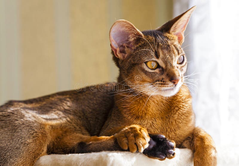 Abyssinian cat stock image. Image of cats, abyssinian - 39216343