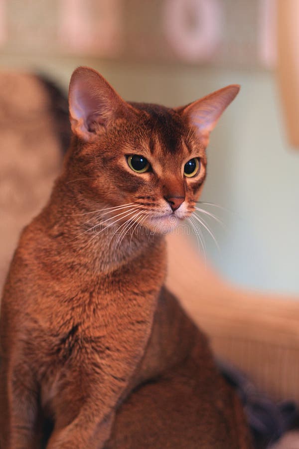 Young Abyssinian cat stock photo. Image of orange, feline - 11280486