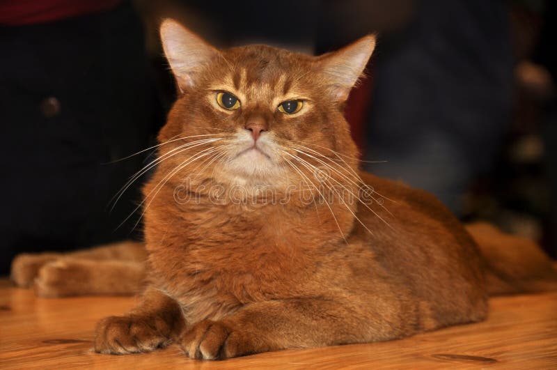 Abyssinian cat stock image. Image of portrait, isolated - 39156067