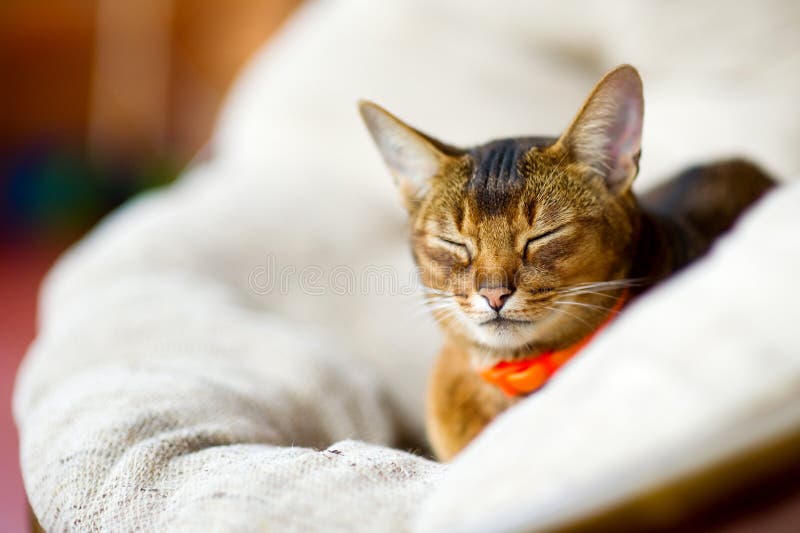 Abyssinian Cat Resting in a Soft Chair with Eyes Closed Stock Image ...