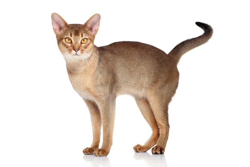 954 Ginger Abyssinian Cat Stock Photos - Free & Royalty-Free Stock ...