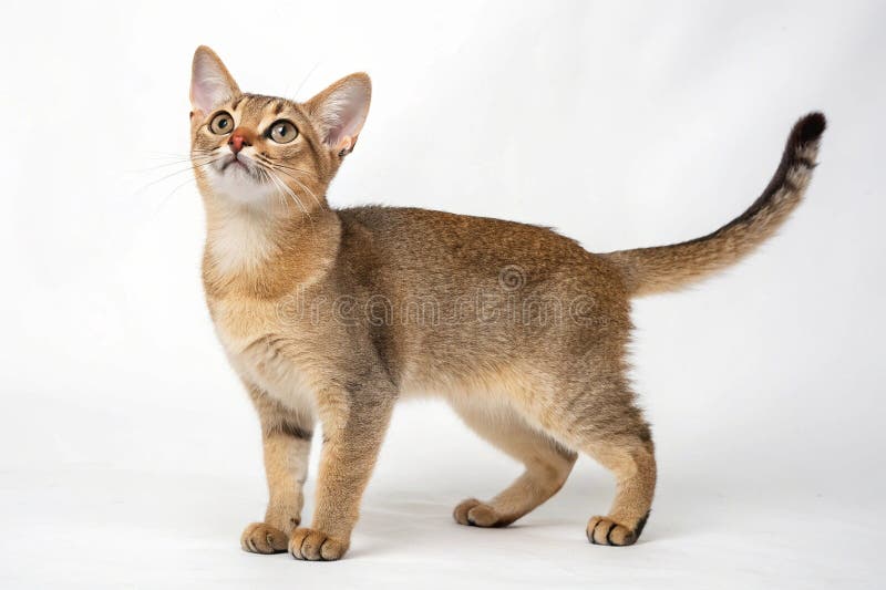 Abyssinian Ai Stock Photos - Free & Royalty-Free Stock Photos from ...